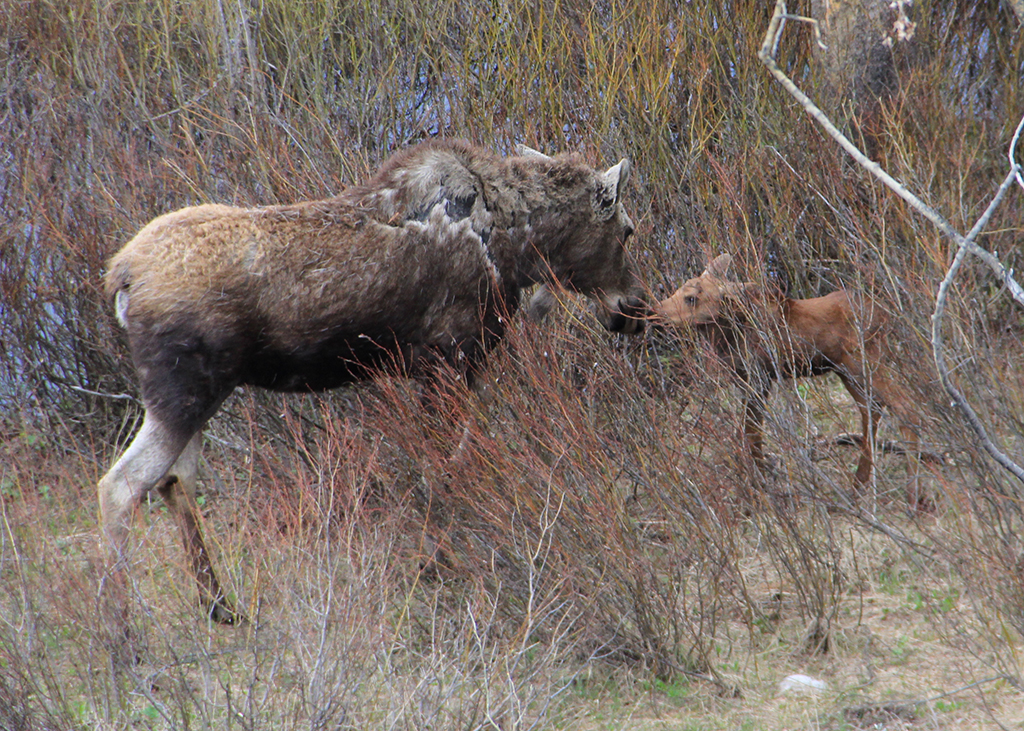 Photos - Ranger Pete